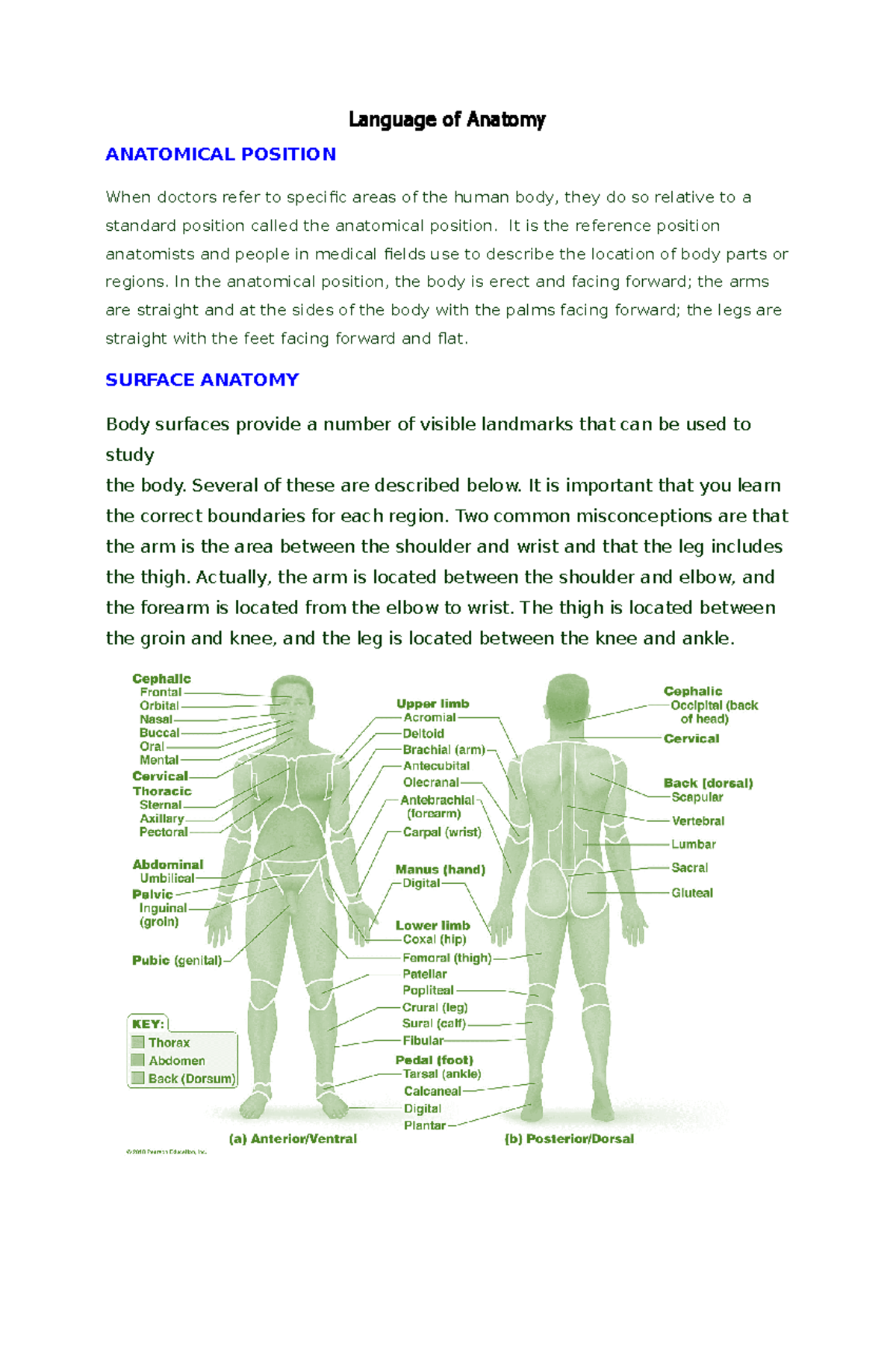 Language of Anatomy- Anatomical Information/Medical Terms - Language of ...
