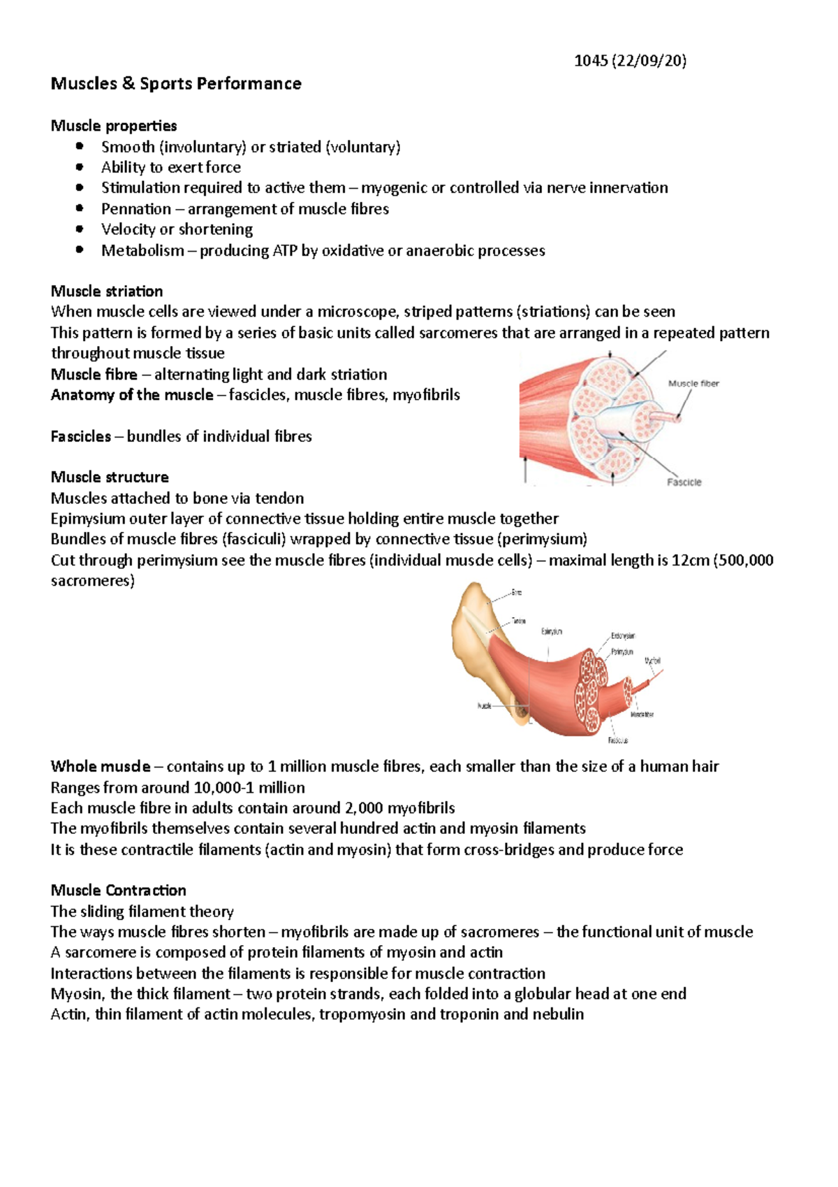Muscles and Sports Performance - Muscles & Sports Performance Muscle ...