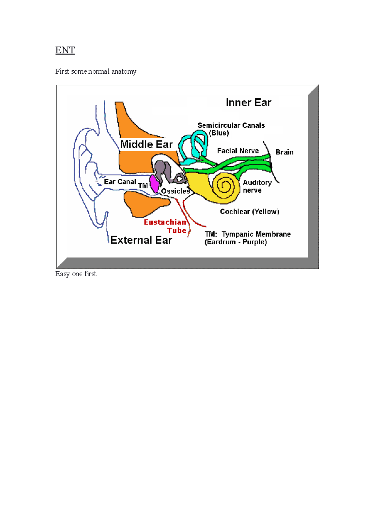 ENT Notes - ENT First some normal anatomy Easy one first Now in a bit ...