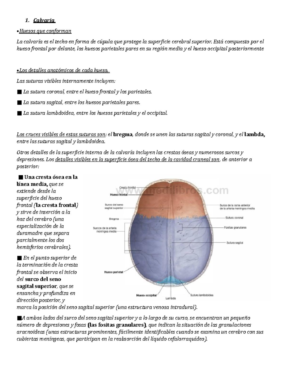 Anatomia del craneo - 1. Calvaria •Huesos que conforman La calvaría es ...