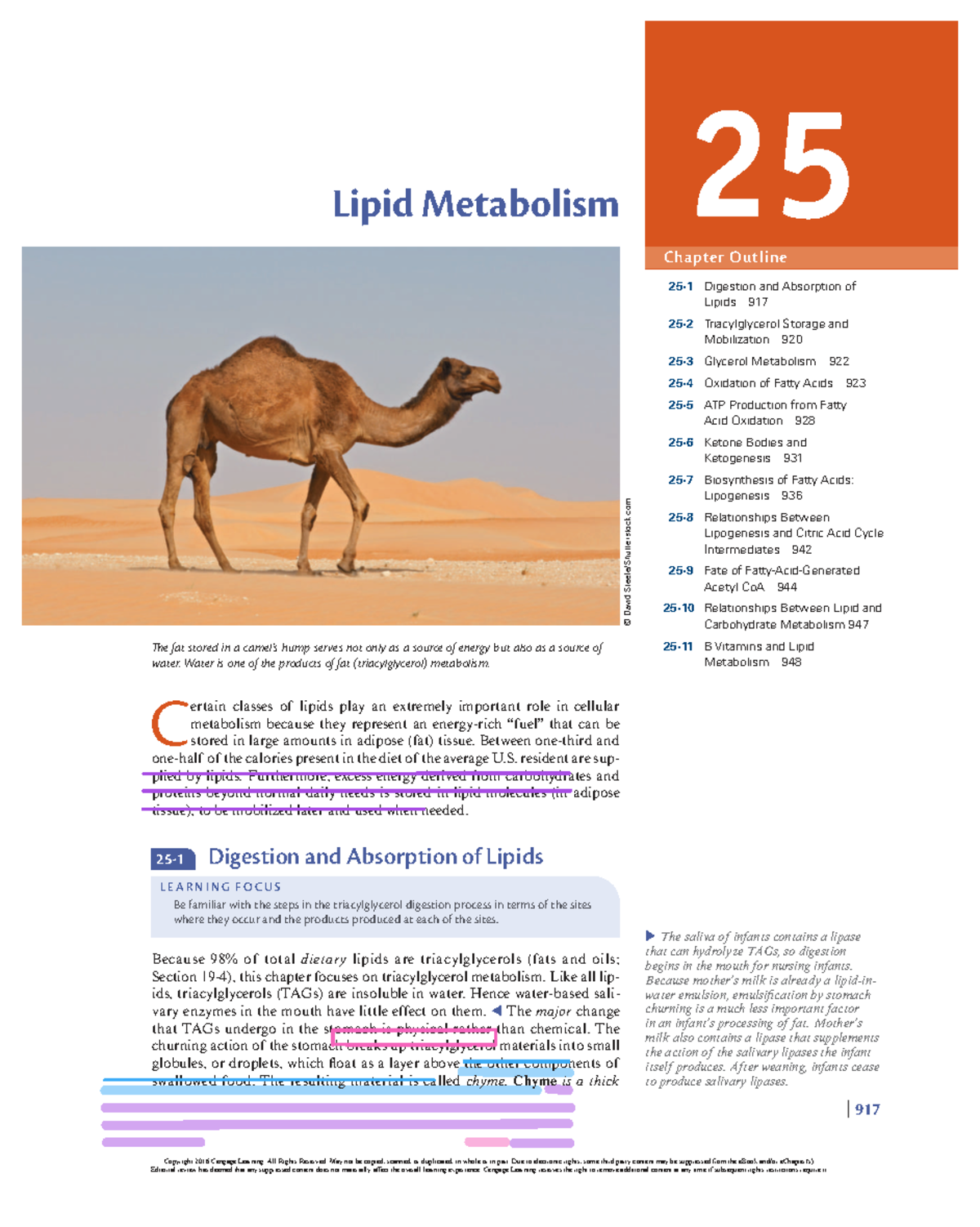 Lipid-metabolism - lipid metabolism biochem notes - 917 © David Steele ...