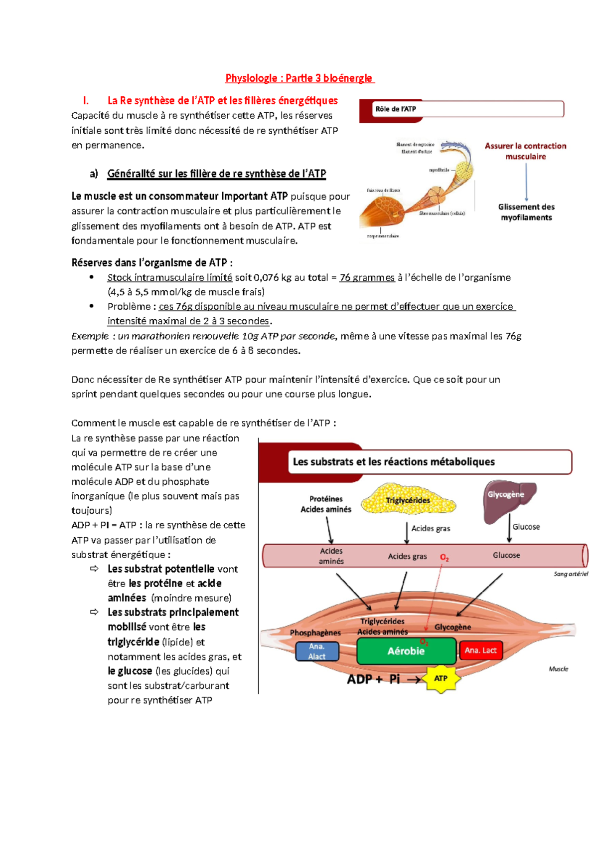 Physiologie filière énergetique - Physiologie : Partie 3 bioénergie I ...