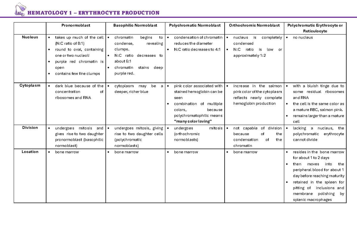 Stage Morphology - HEMATOLOGY 1 – ERYTHROCYTE PRODUCTION Pronormoblast ...
