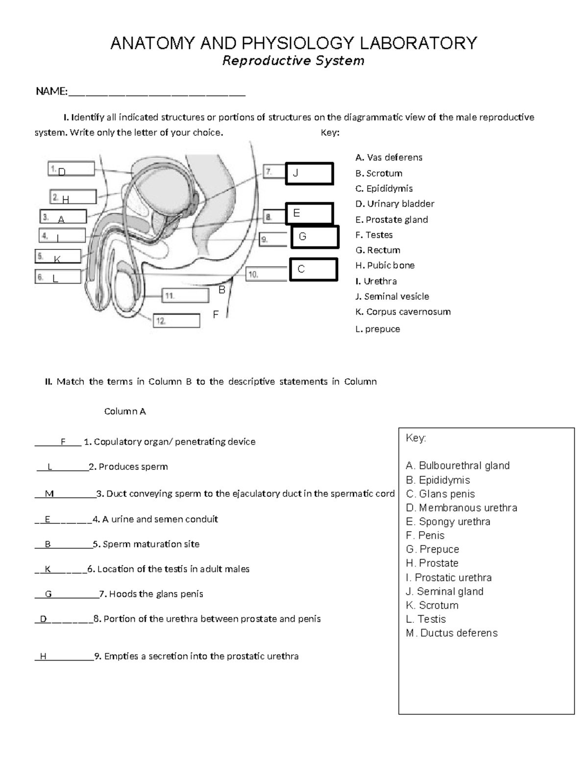 Reproductive System - ANATOMY AND PHYSIOLOGY LABORATORY Reproductive ...