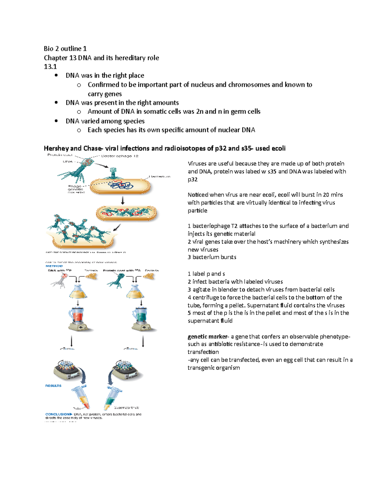 Bio 2 outline 1 - Lecture notes exam 1 - Bio 2 outline 1 Chapter 13 DNA ...