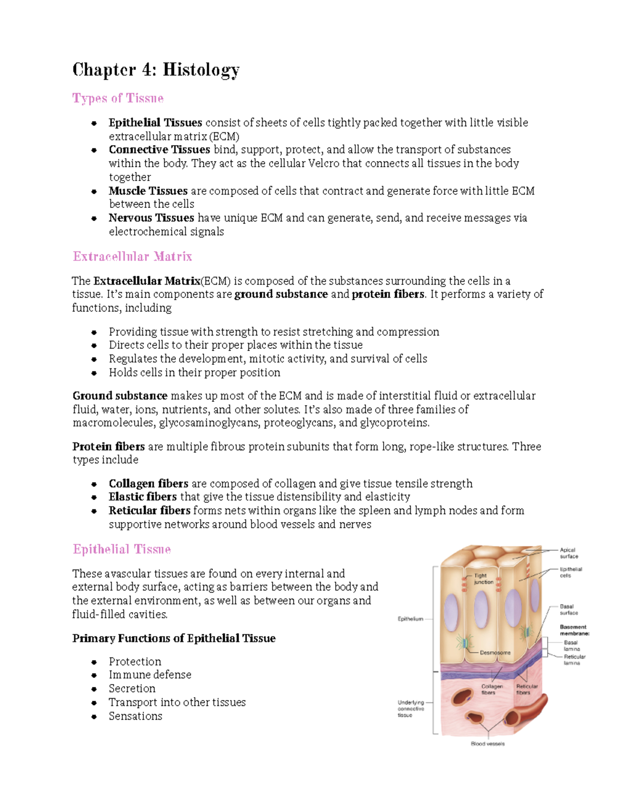 Chapter 4: Histology - Chapter 4: Histology Types of Tissue Epithelial ...