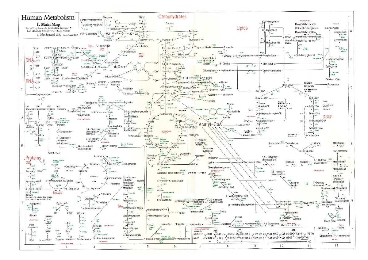 Main Map - oversigt - Humanbiologi - Studocu