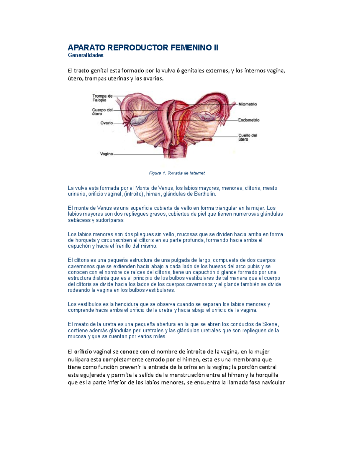 aparato genital femenino 2 - APARATO REPRODUCTOR FEMENINO II ...