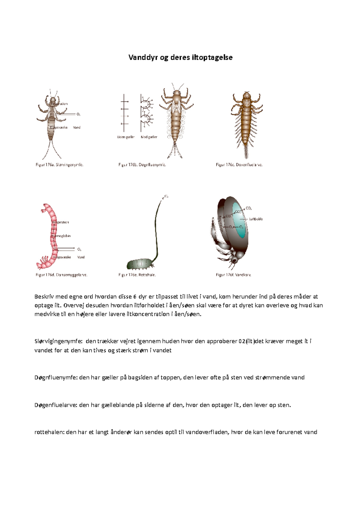 Vanddyr og deres iltoptagelse - Vanddyr og deres iltoptagelse Beskriv ...