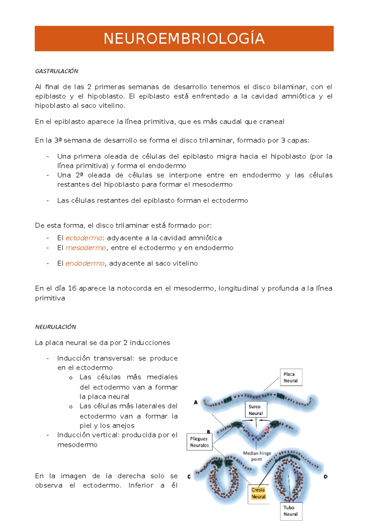 Neuroembriología - NEUROEMBRIOLOGÍA GASTRULACIÓN Al final de las 2 ...