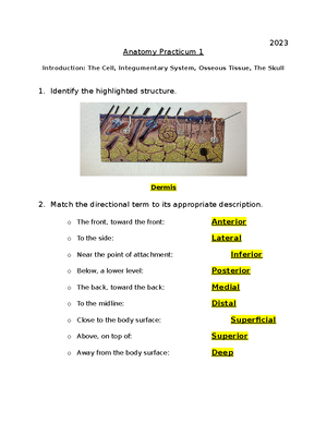 Study Guide Exam (Ch7 8 9) - Anatomy and Physiology I Study Guide: Exam ...