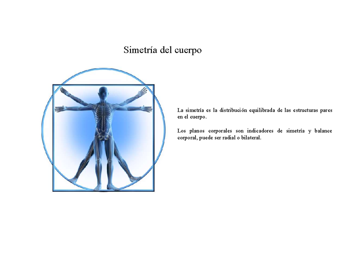 2 Planos y ejes de simetria - Simetría del cuerpo La simetría es la ...