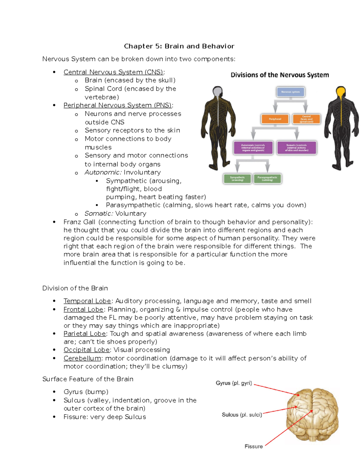 Chapter 5 - James Reichert Lecture Notes - Chapter 5: Brain and ...