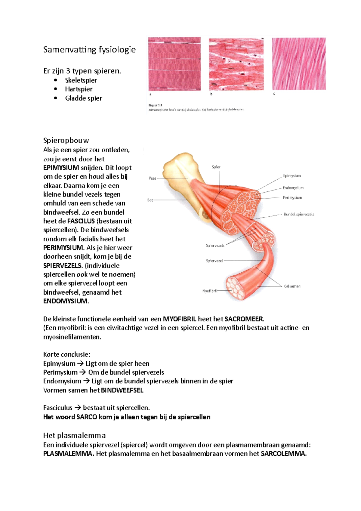 Samenvatting fysiologie (BEL) Calo - Samenvatting fysiologie Er zijn 3 ...