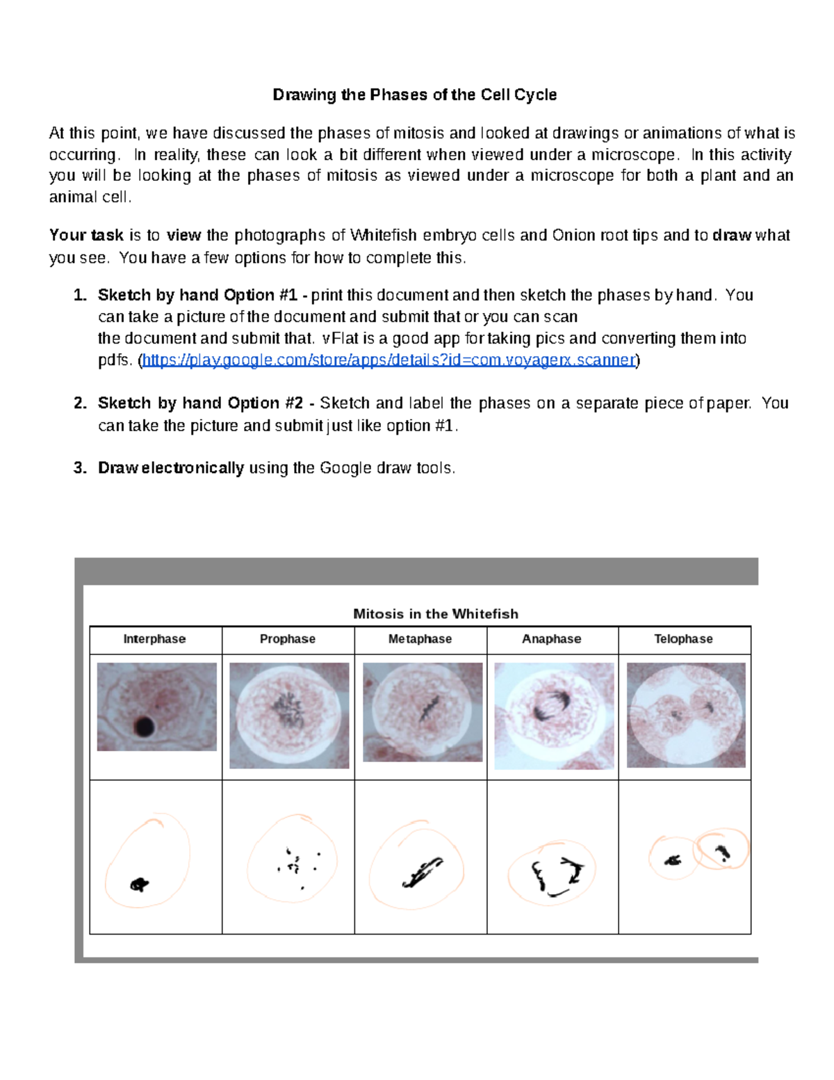 Drawing the Phases of Cell Cycle - Tassnim - Google Docs - Drawing the ...