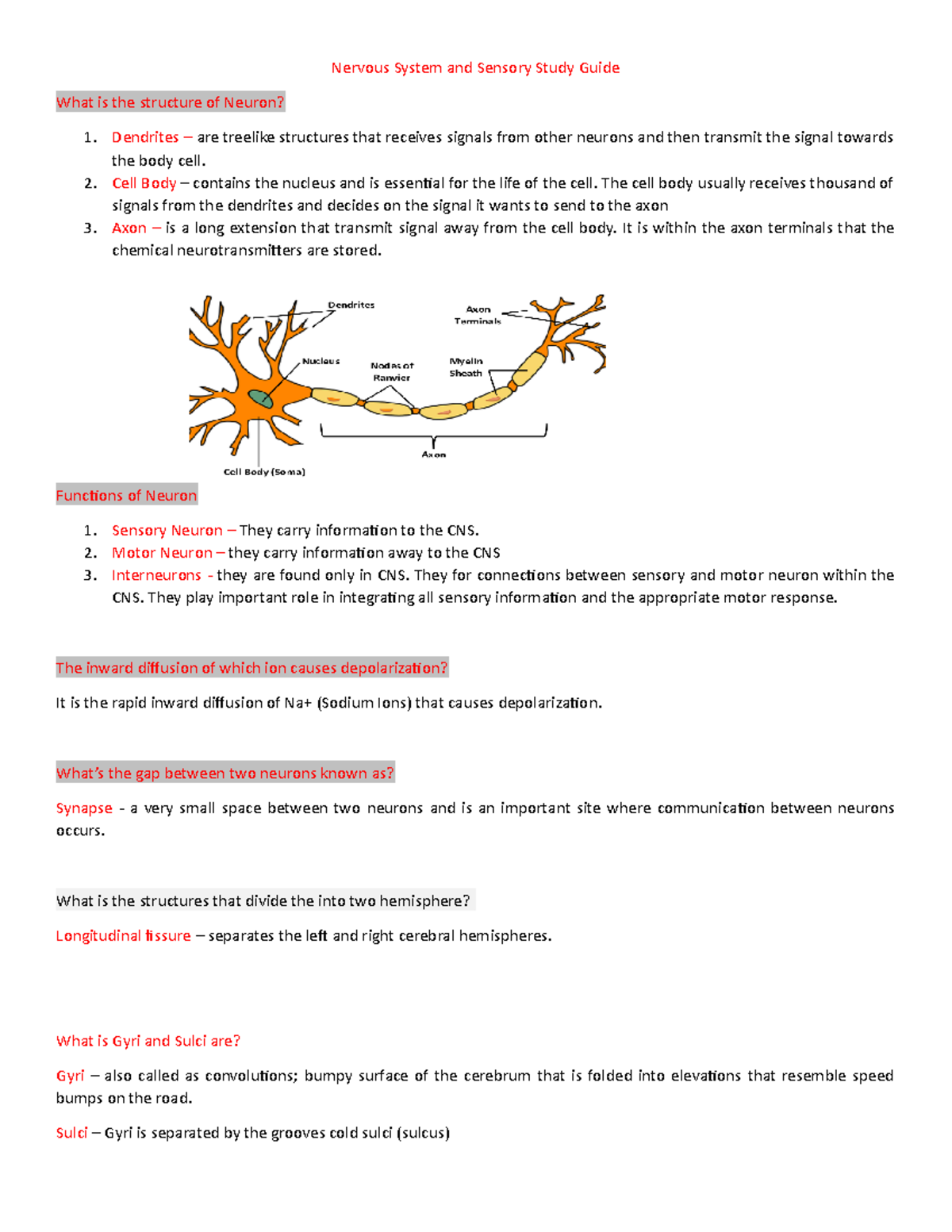 Nervous System and Sensory Study Guide - Cell Body – contains the ...