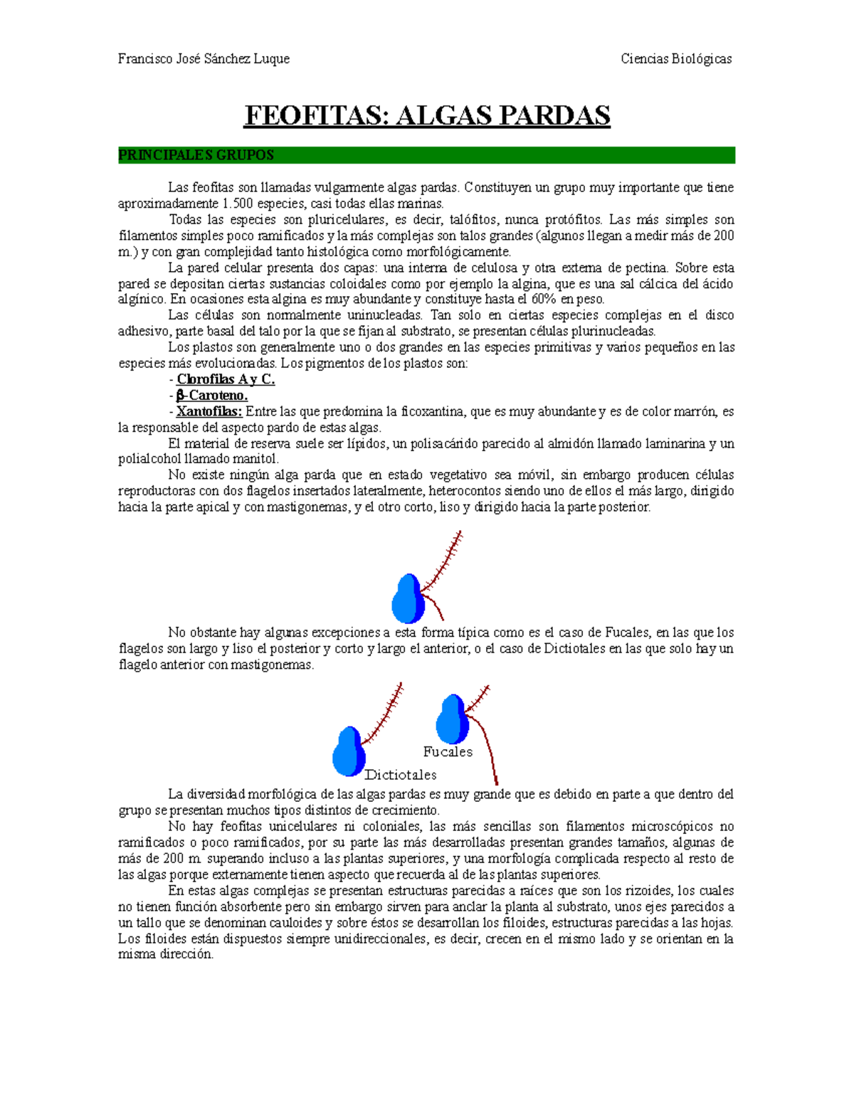 Feofitas - Francisco José Sánchez Luque Ciencias Biológicas FEOFITAS ...