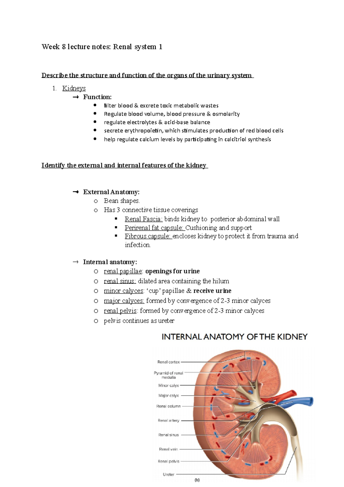 Week 8 lecture notes - Week 8 lecture notes: Renal system 1 Describe ...