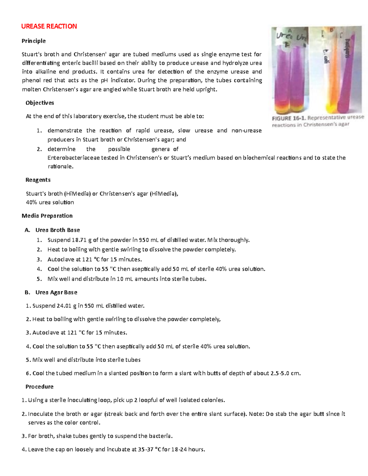 Urease Reaction - UREASE REACTION Principle Stuart's broth and ...