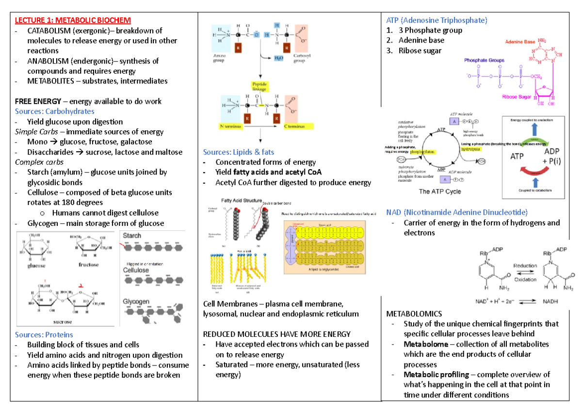 Cheat sheet - metabolic biochem - 2021 notes HD - Sources: Lipids ...