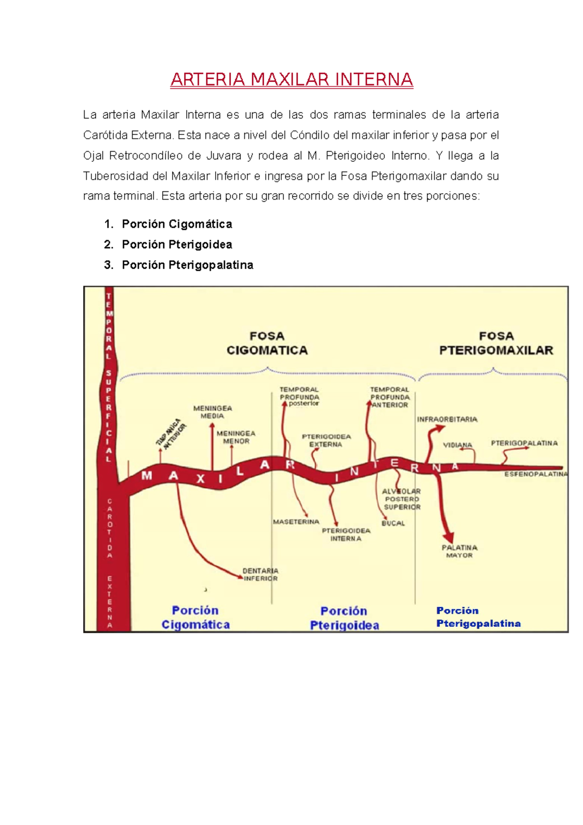 Arteria Maxilar Interna - Esta nace a nivel del Cóndilo del maxilar ...