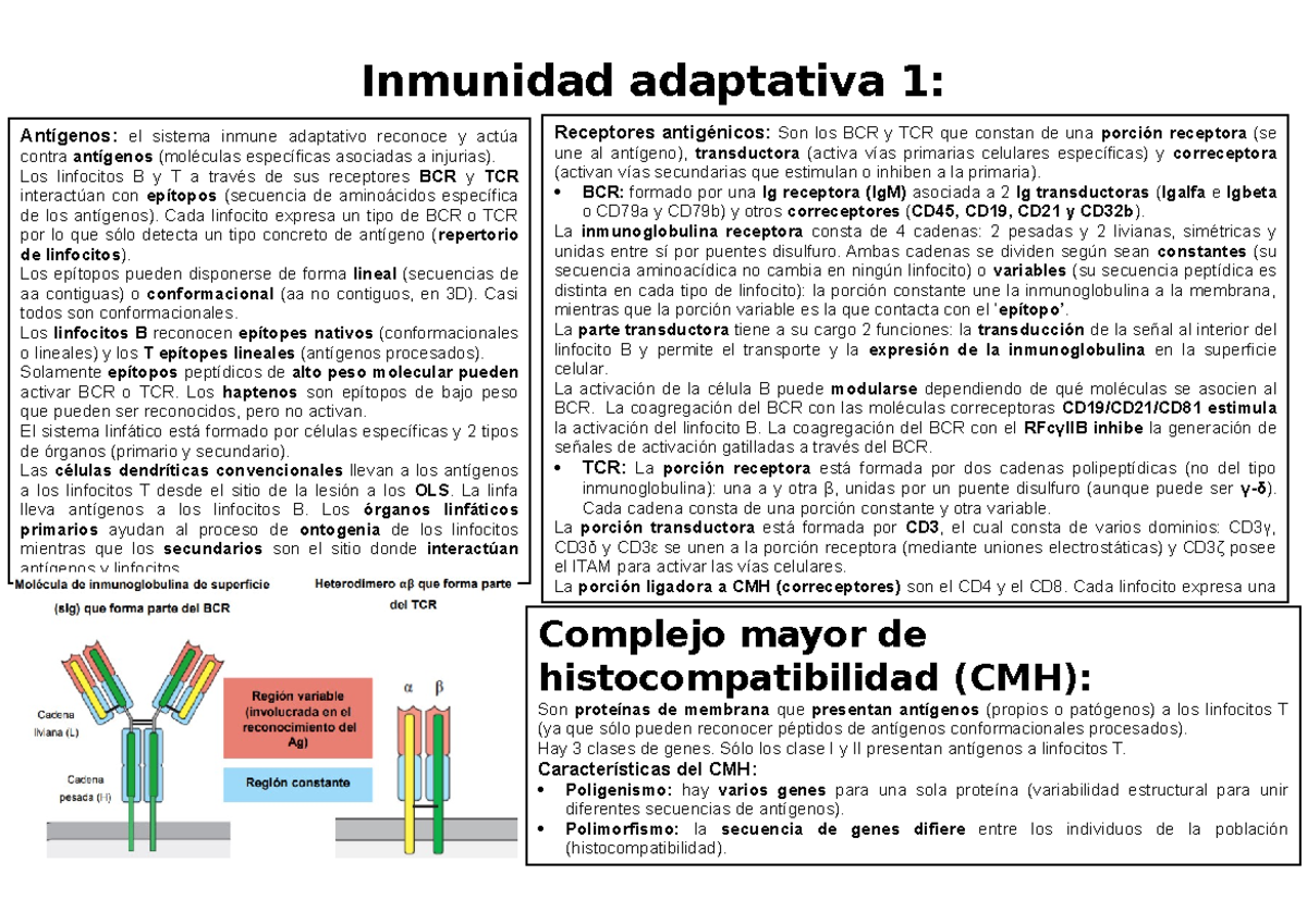 Inmunidad adaptativa 1 - Los linfocitos B y T a través de sus ...
