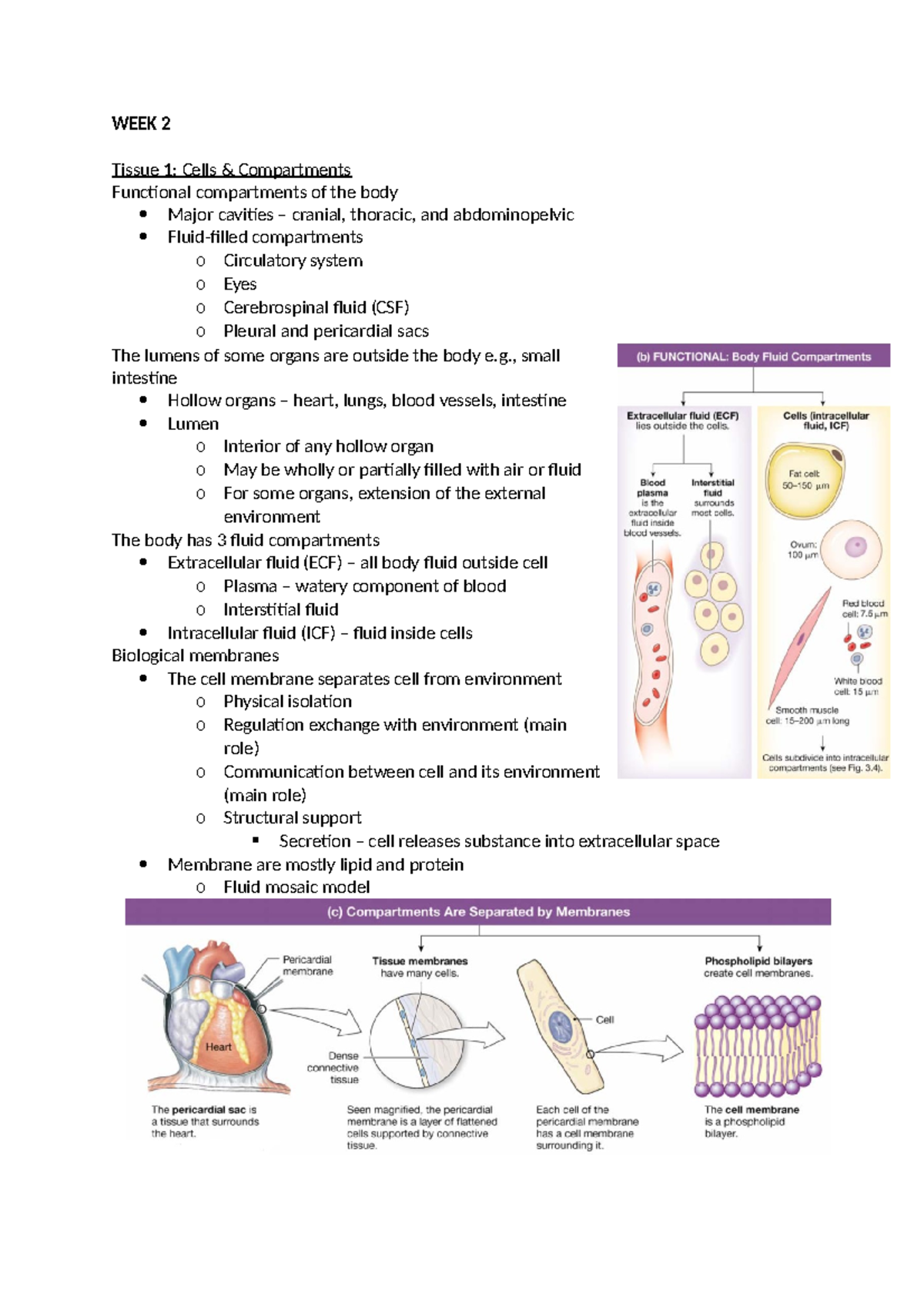 WEEK 2 ansc - Answer L2 - WEEK 2 Tissue 1: Cells & Compartments ...