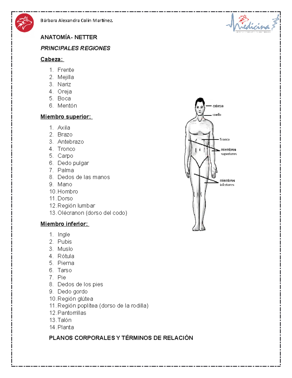 Anatomía - idk - ANATOMÍA- NETTER PRINCIPALES REGIONES Cabeza: Frente ...