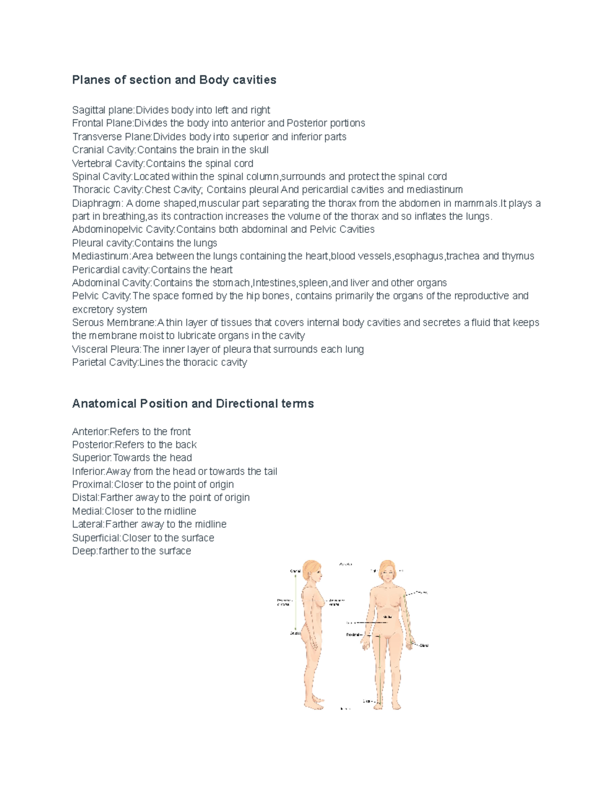 Planes and anatomical postions - Planes of section and Body cavities ...