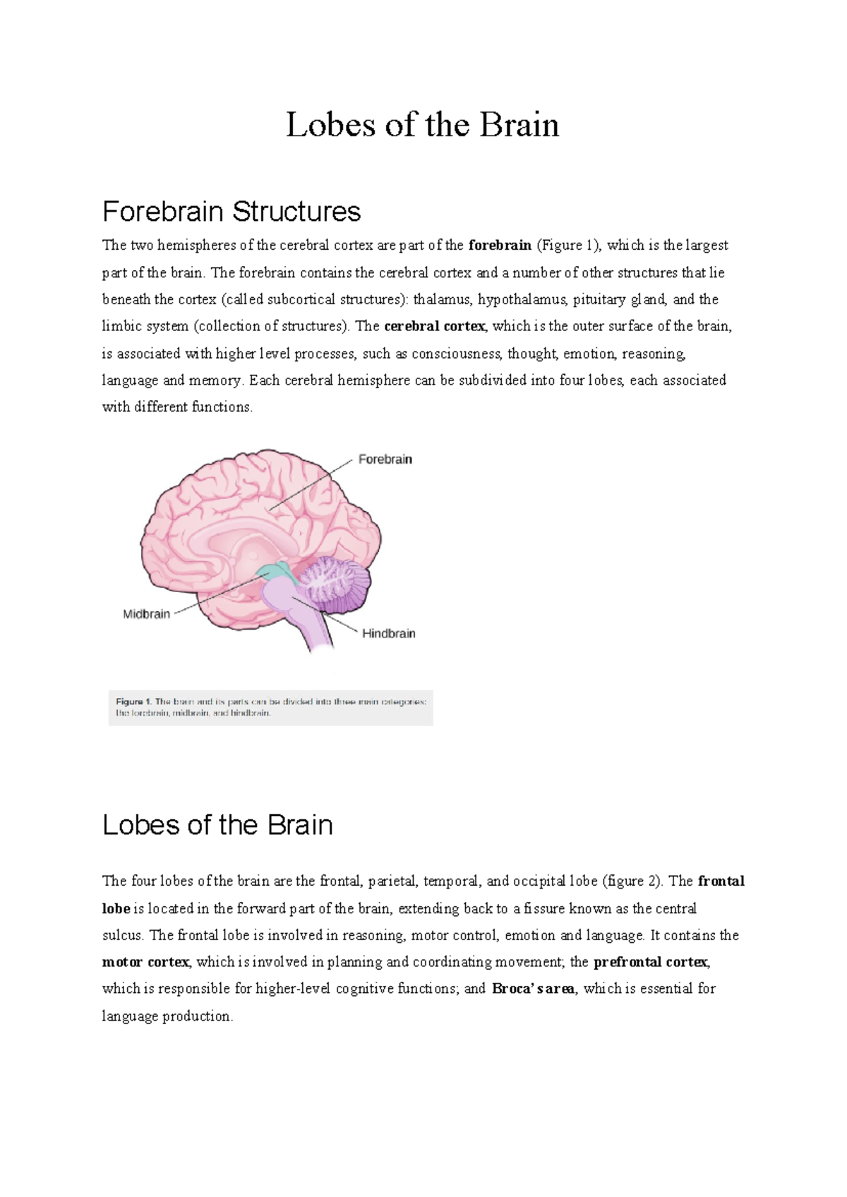 Lobes of the brain and glossary of terms - Lobes of the Brain Forebrain ...