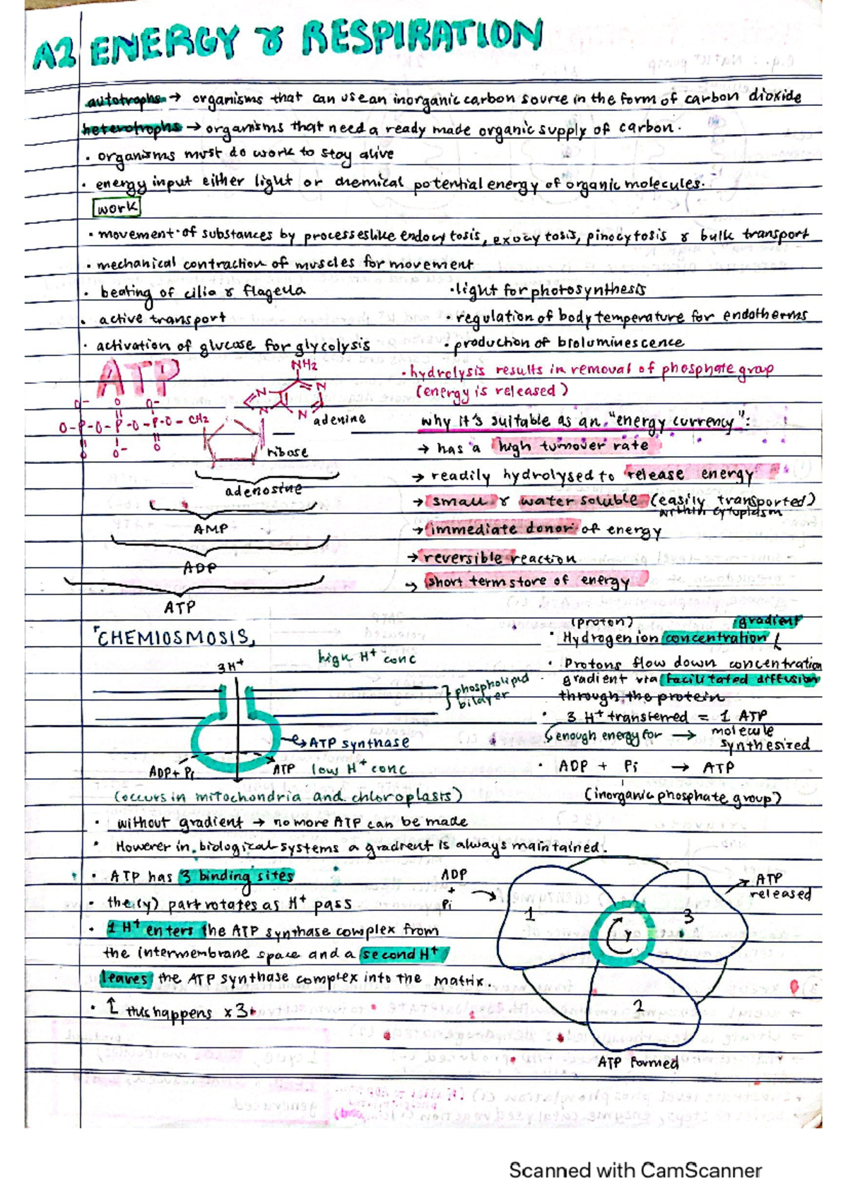 20220613095907 62a70a6b123a6 a2 level biology energy respiration ...