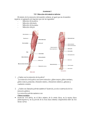 TP N°10- El codo- 2023 - Codo Biomecánica - Trabajo práctico N° Tema: Articulación de Codo - Studocu