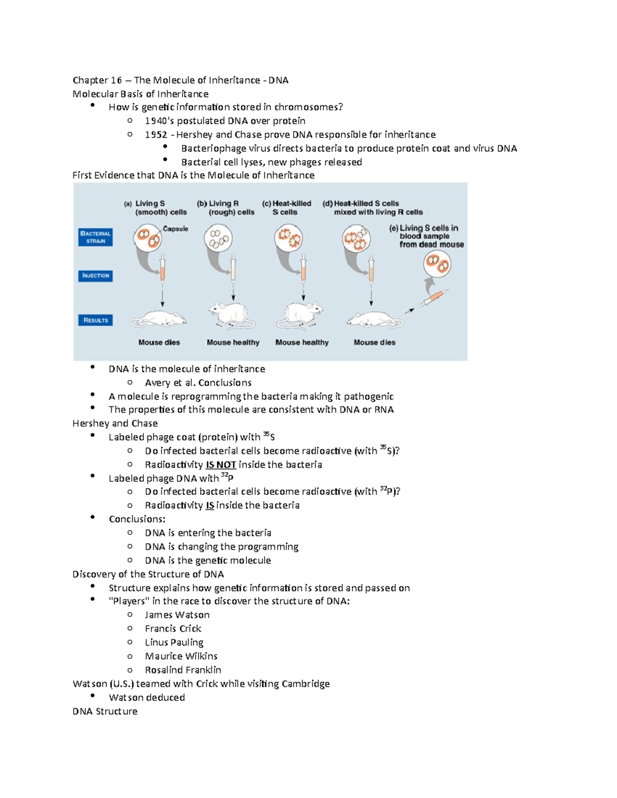 Bio chapter 16 - Chapter 16 - The Molecule of Inheritance - DNA Molecular Basis of Inheritance ...