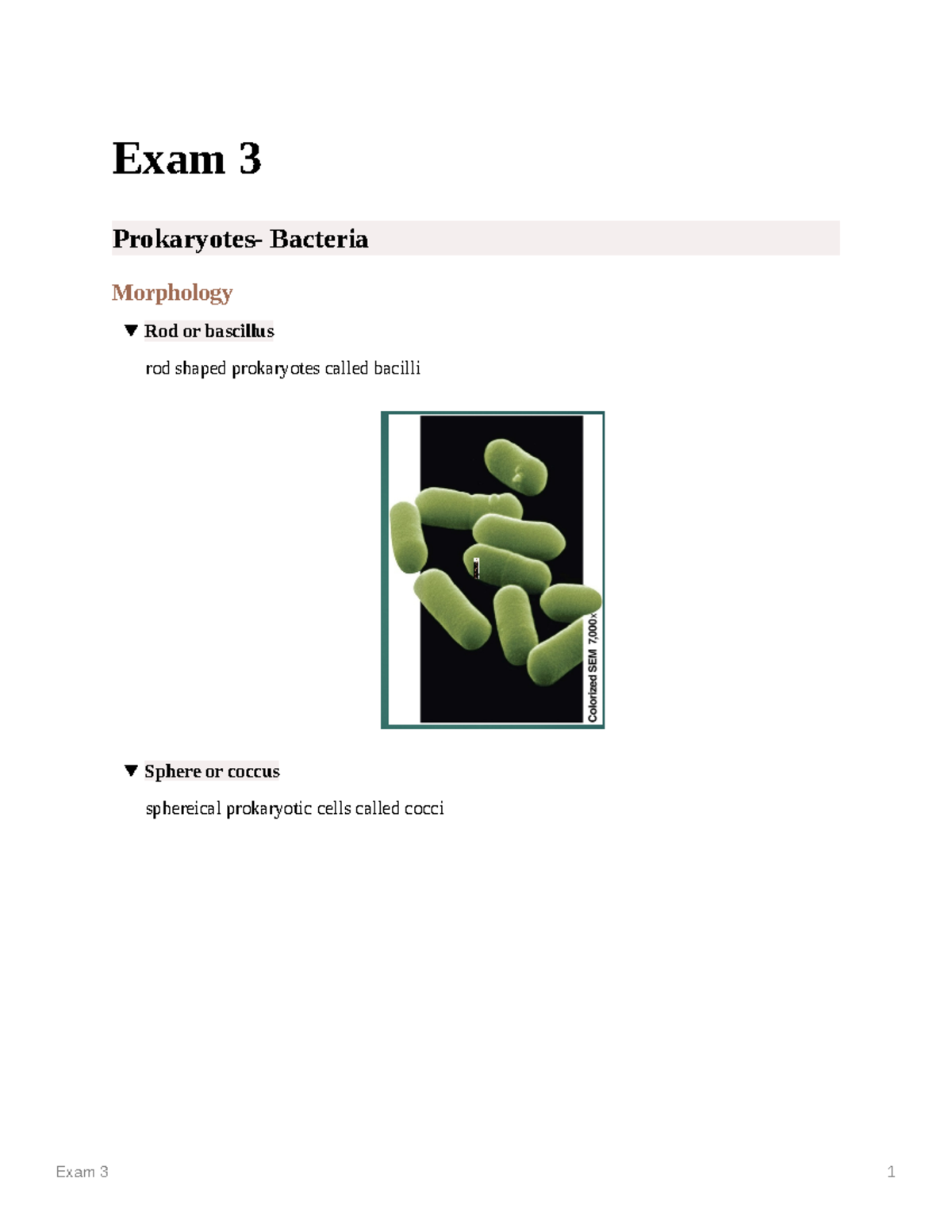 Exam 3 - Study Guide for Exam 3 over Prokaryotes, Protists, and Plants ...