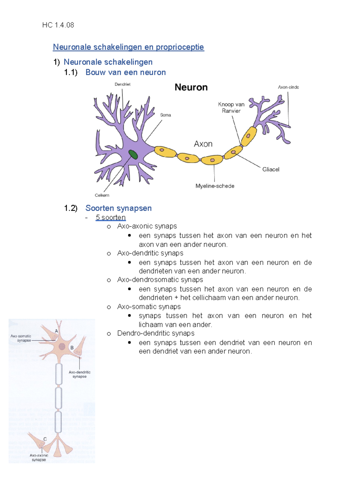 HC 1 - Hoorcollege blok 4 - Neuronale schakelingen en proprioceptie 1) Neuronale schakelingen 1 ...