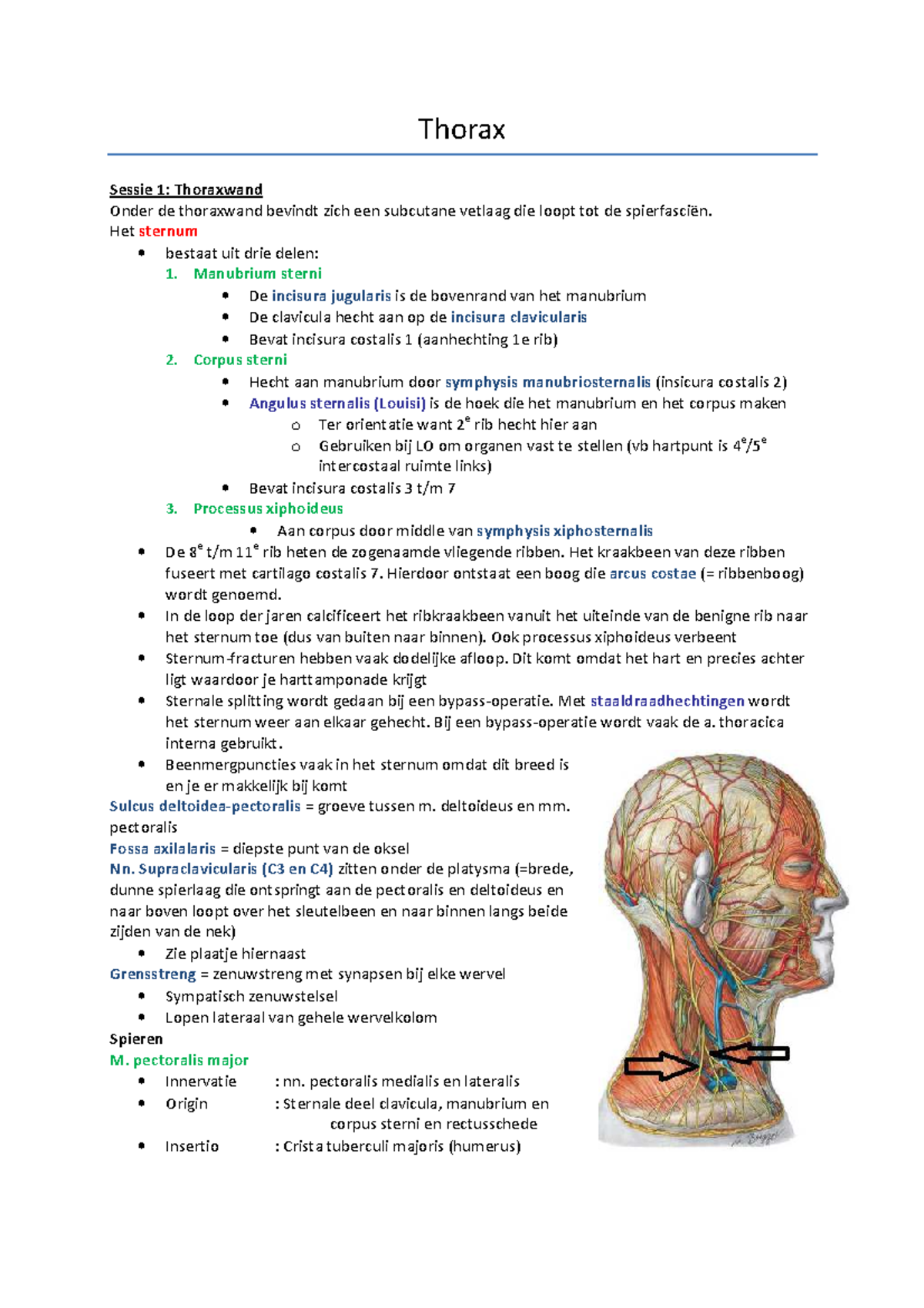 Samenvatting Anatomie; Borst, Buik en Bekken(oud): thorax - Thorax ...