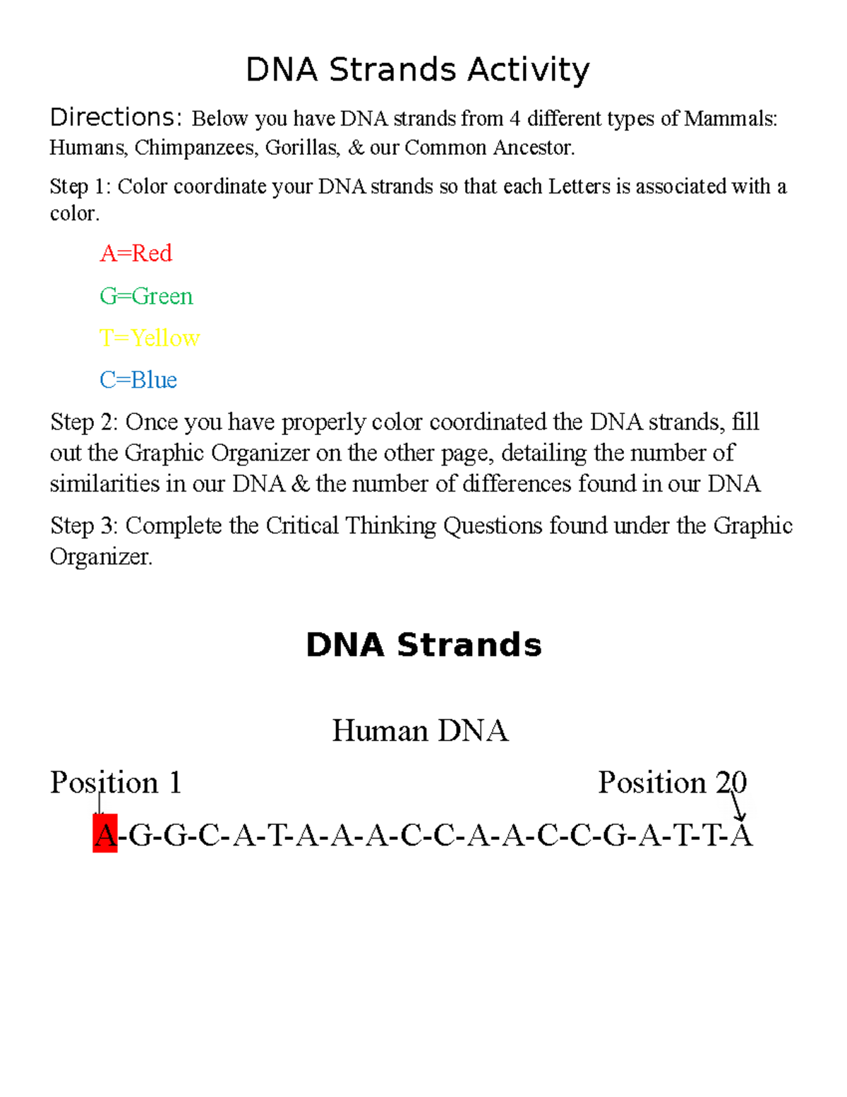 DNA Strands Activity Virtual - DNA Strands Activity Directions: Below ...