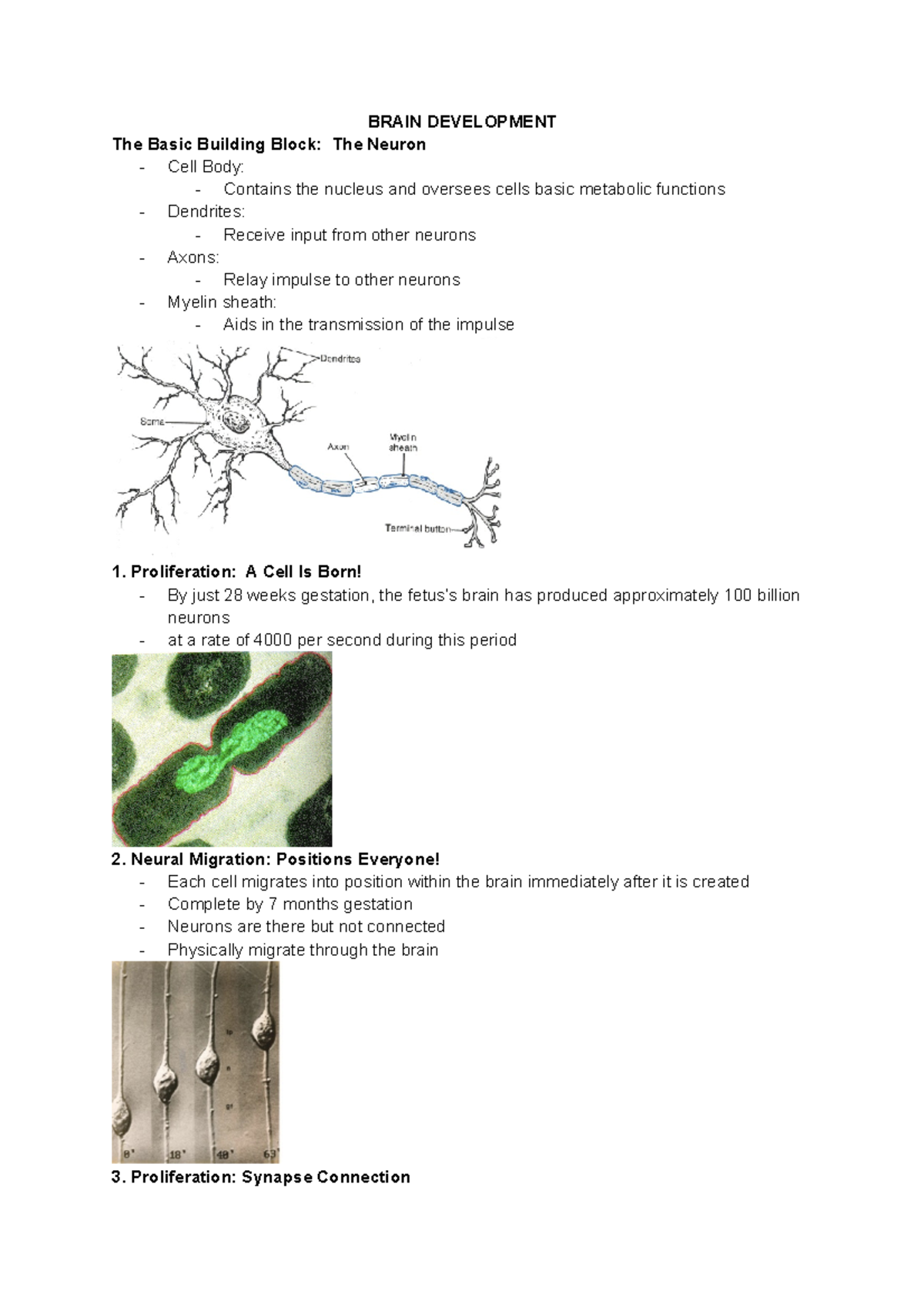 Week three - NOTES - BRAIN DEVELOPMENT The Basic Building Block: The ...