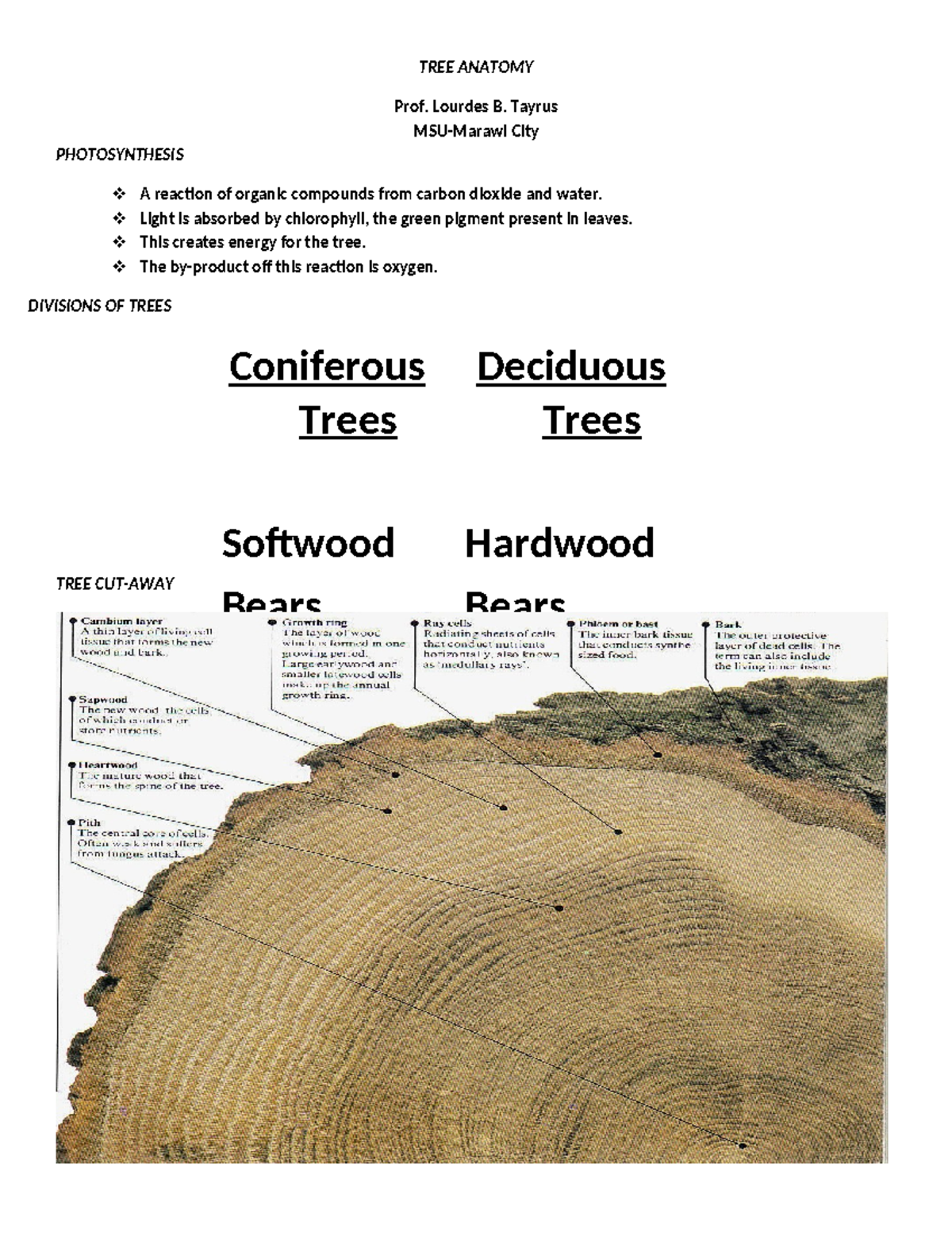 FEU Reading-Materials-Tree-Anatomy - Coniferous Trees Softwood Bears ...