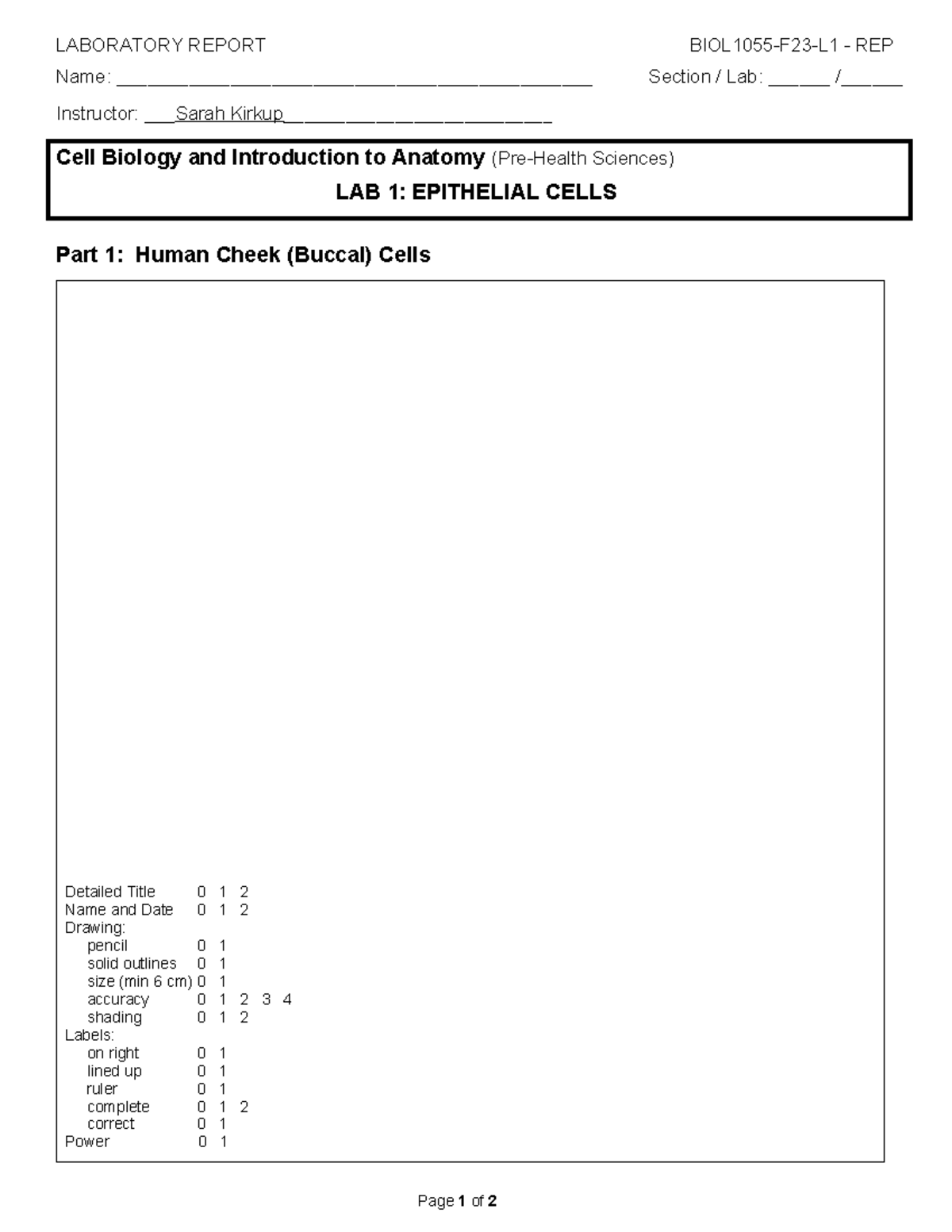 Lab 1 - Epithelial Cells (Report to Print) - LABORATORY REPORT BIOL1055 ...