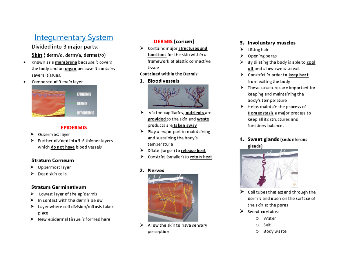 Integumentary System 1 - Integumentary System Divided into 3 major ...