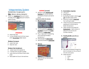 Integumentary System 1 - Integumentary System Divided into 3 major ...