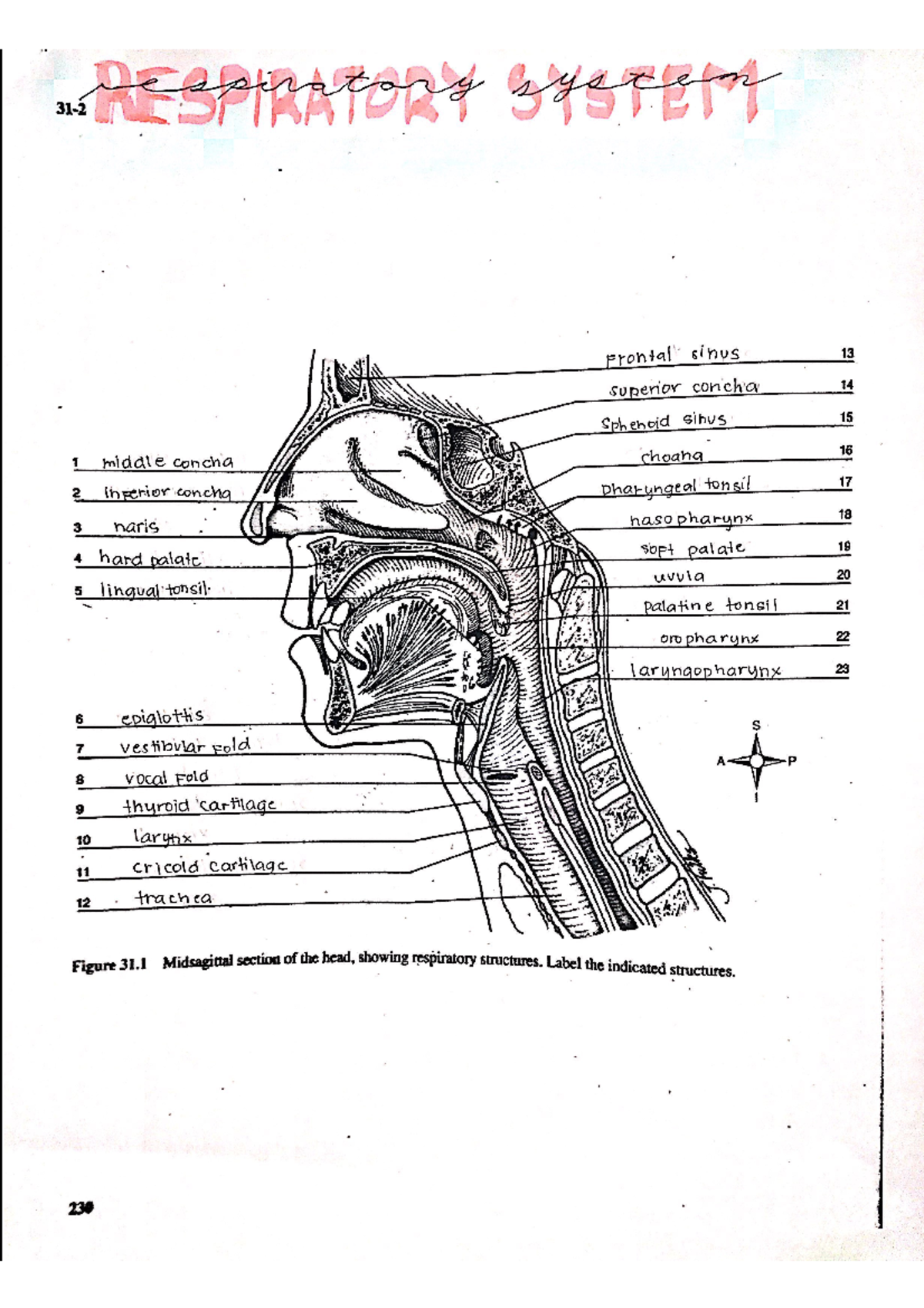 Respiratory System - RESPIRATORY SYSTEM Frontal sinus 13 superior ...