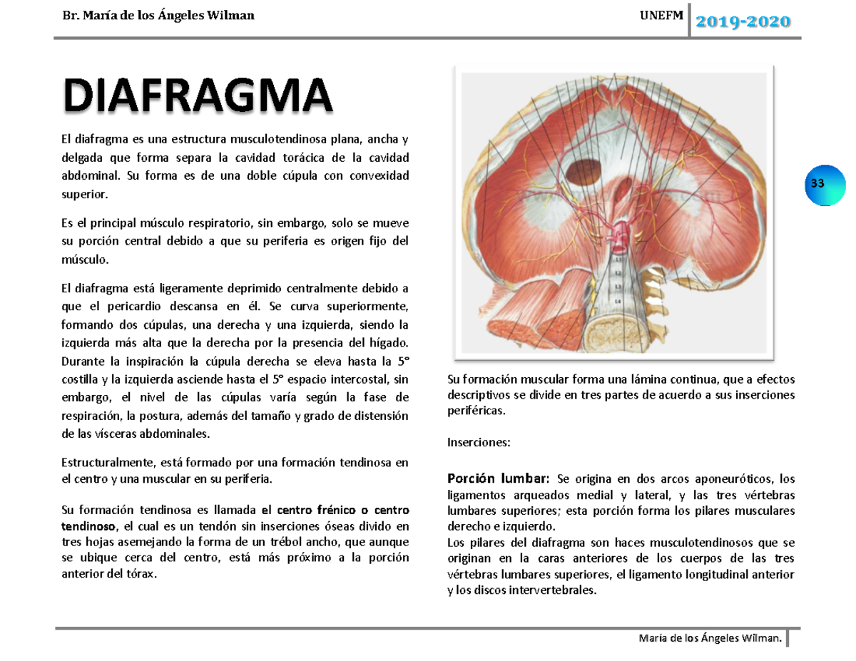 Diafragma y mediastino - Ma. de los Angeles Wilman - ####### 33 ...