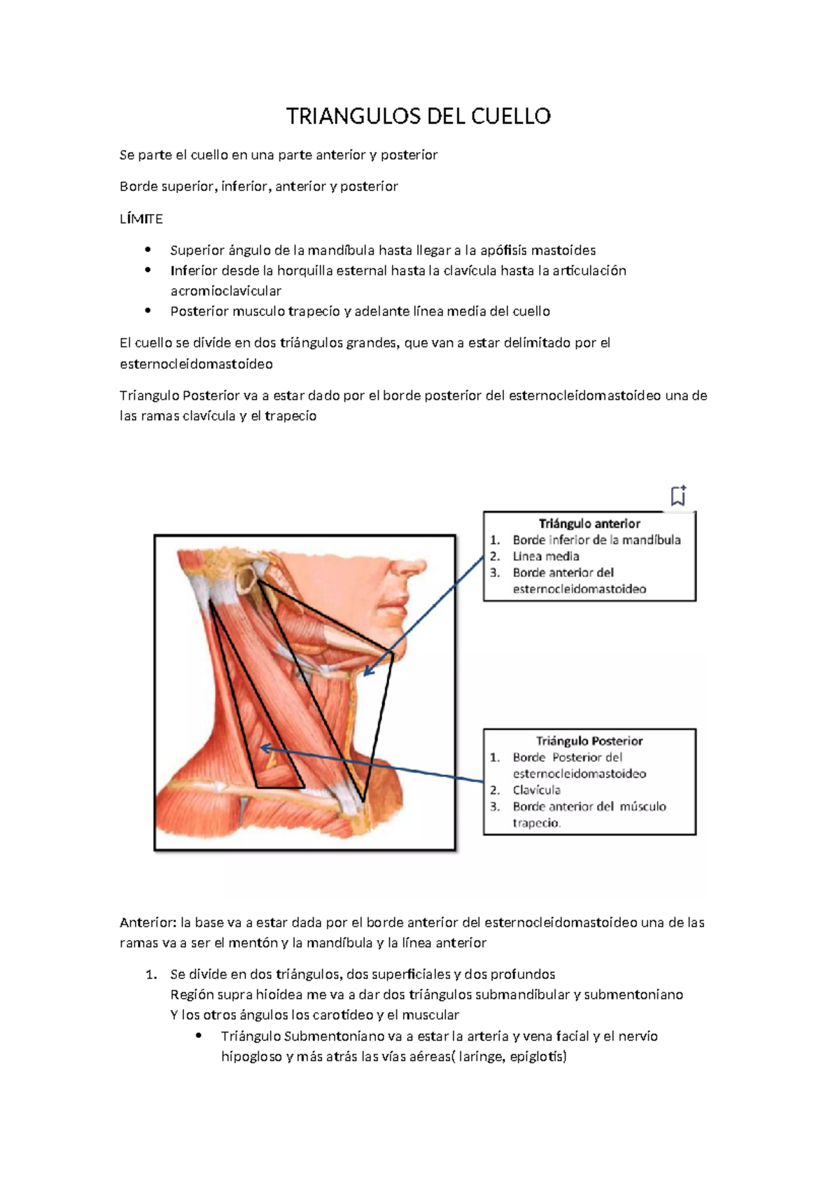 Triangulos DEL Cuello - TRIANGULOS DEL CUELLO Se parte el cuello en una parte anterior y ...