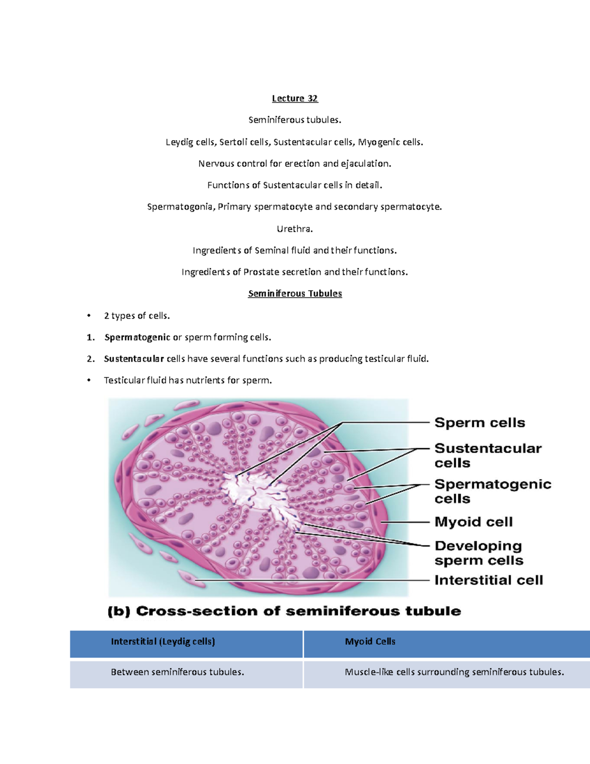 Review Quiz 6 - Lecture 32 Seminiferous tubules. Leydig cells, Sertoli ...