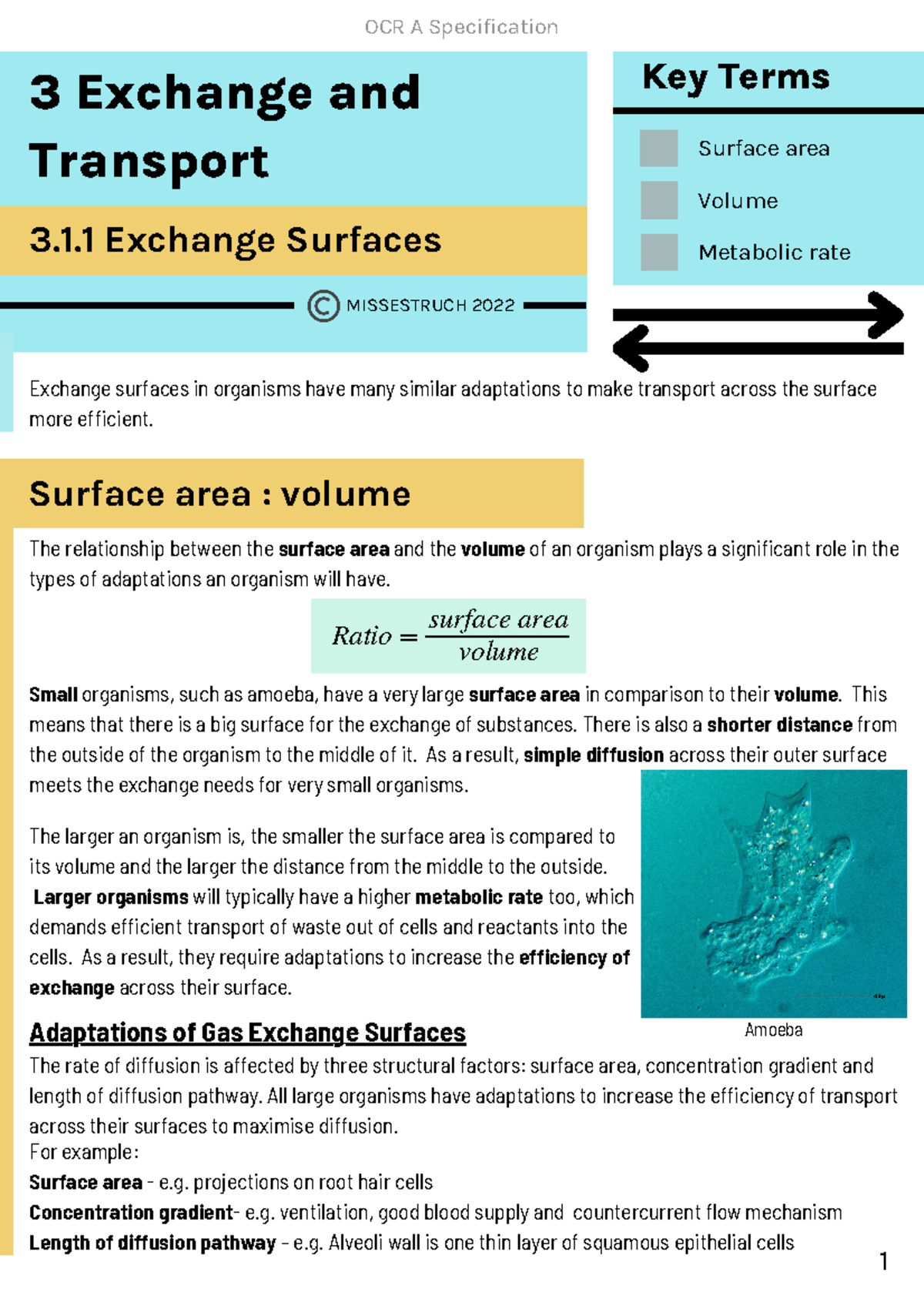 3 Exchange and transport - volume 3 Exchange and Transport MISSESTRUCH 2022 Key Terms Surface ...