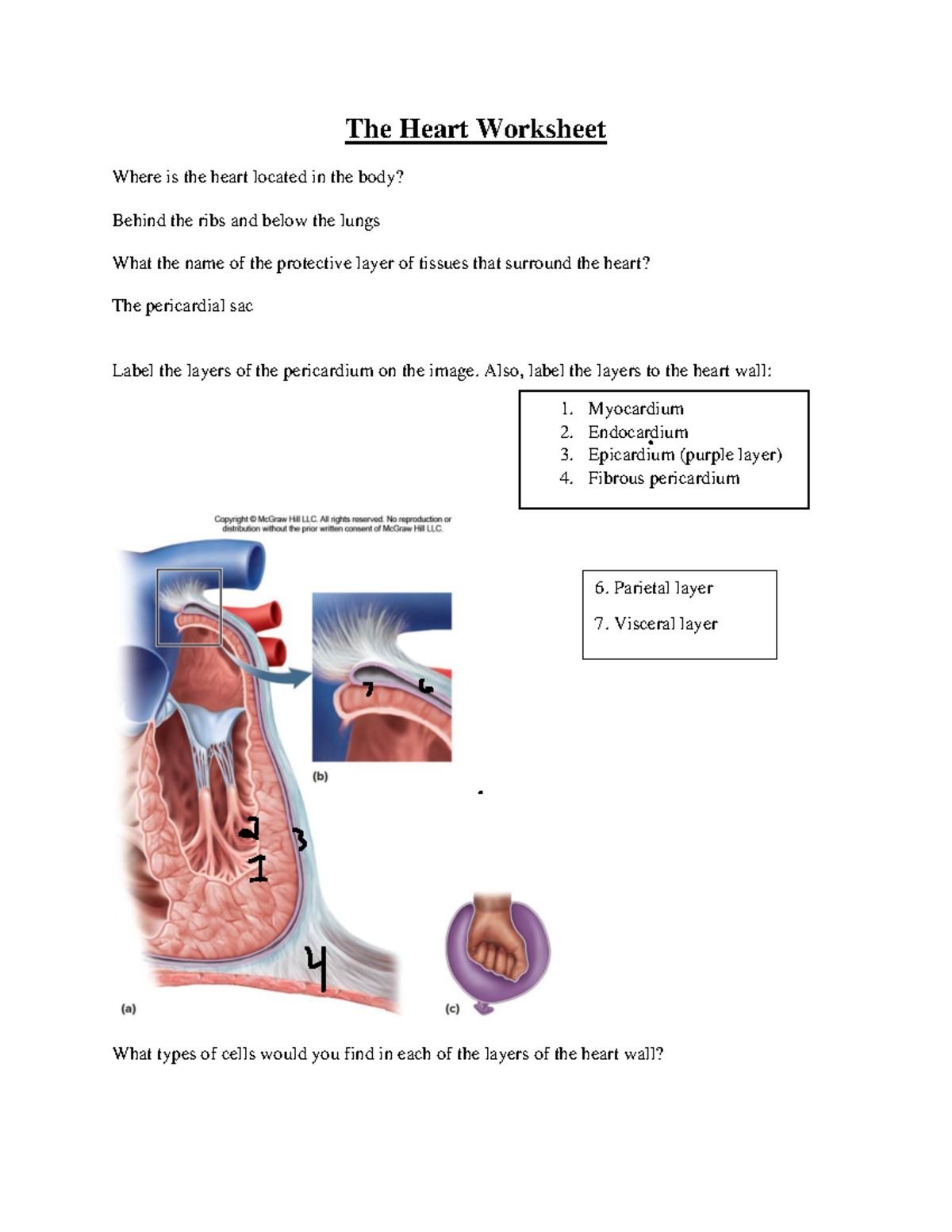 BIOS255 - The Heart Worksheet - The Heart Worksheet Where is the heart ...