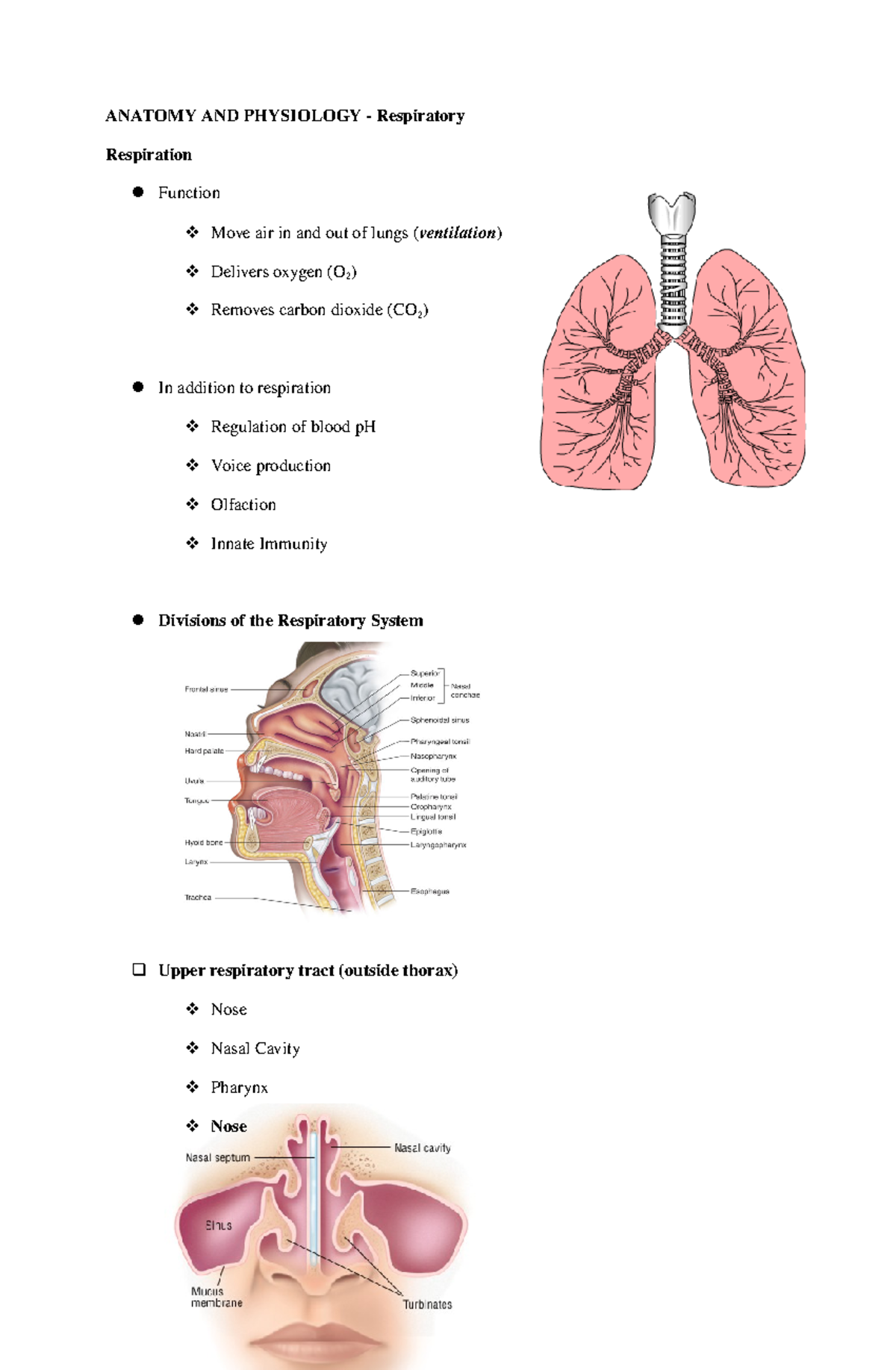 Respiratory - Laryngopharynx – opens into the larynx and the esophagus ...
