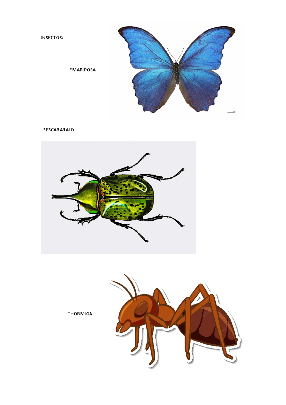 Insectos - botánica y zoología - INSECTOS: *MARIPOSA *ESCARABAJO ...